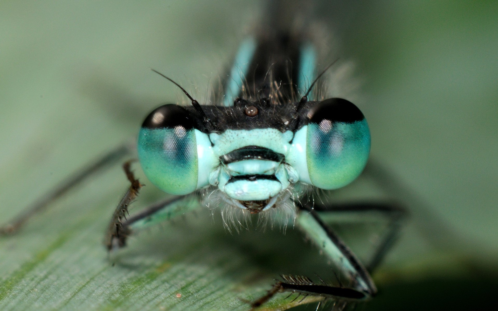 Download Animal Insect HD Wallpaper