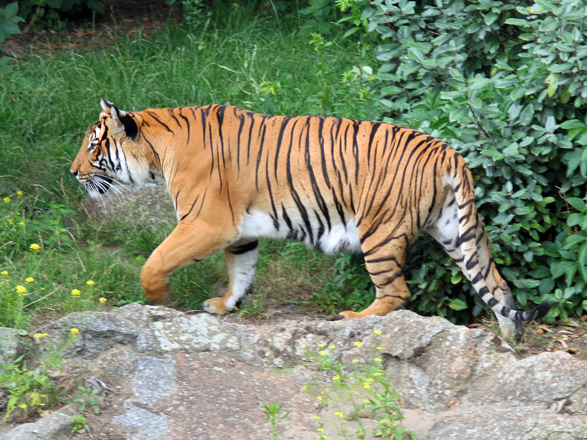 Majestic Tiger in HD: Stunning Wildlife Wallpaper | 3674x2756 ...
