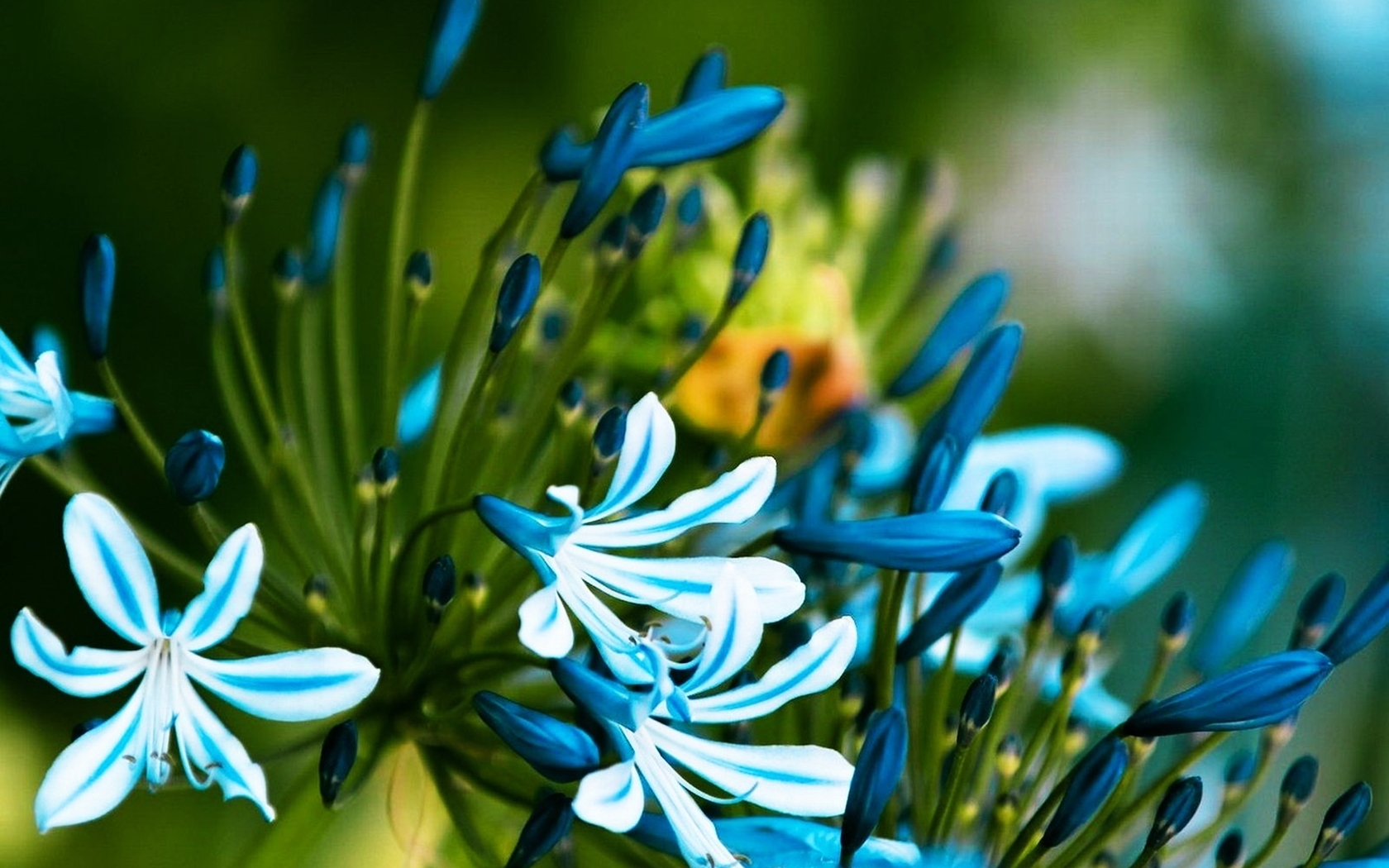 Download Nature Flower Wallpaper