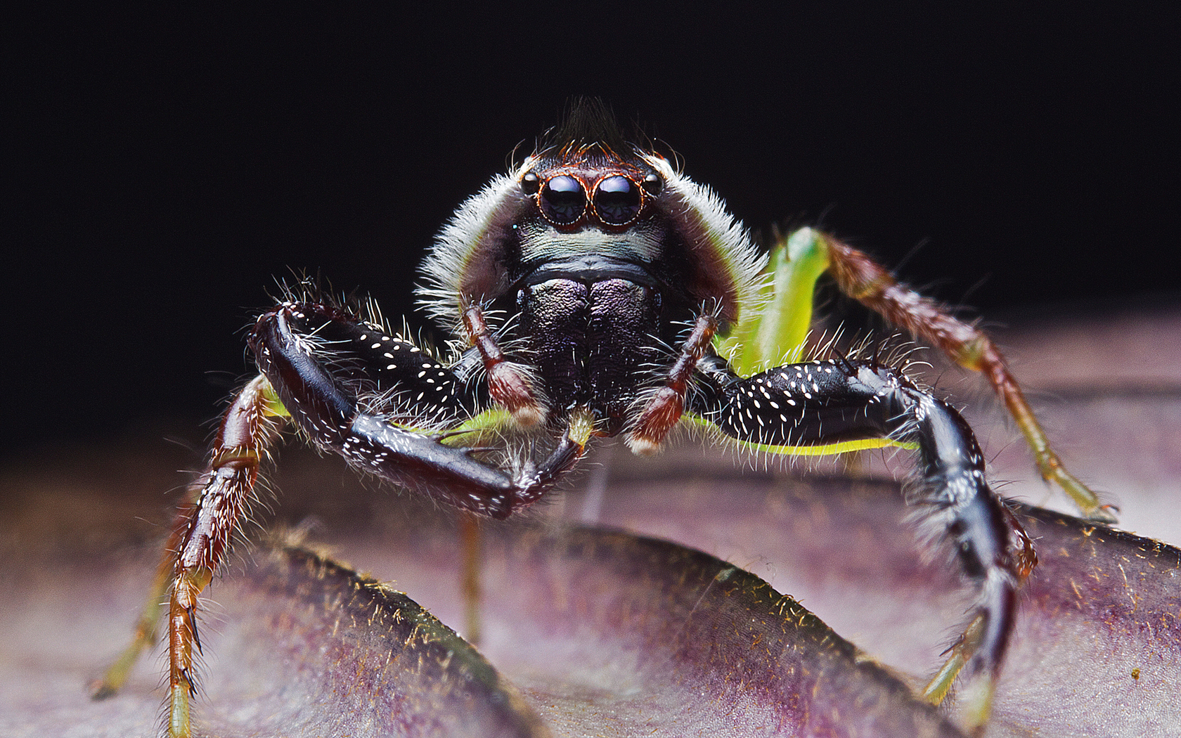 Download Jumping Spider Animal Spider Wallpaper