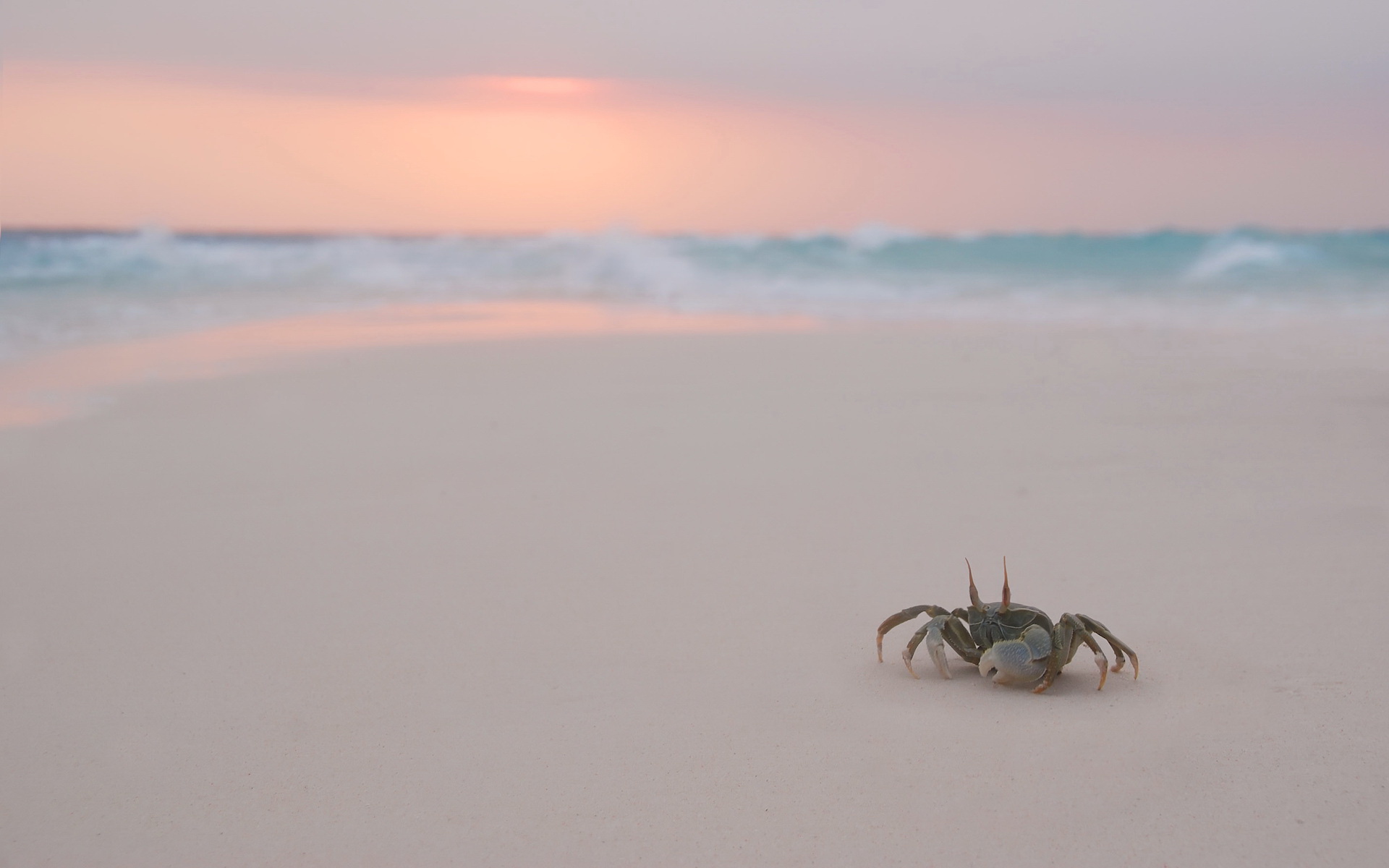 Download Animal Crab 4k Ultra HD Wallpaper
