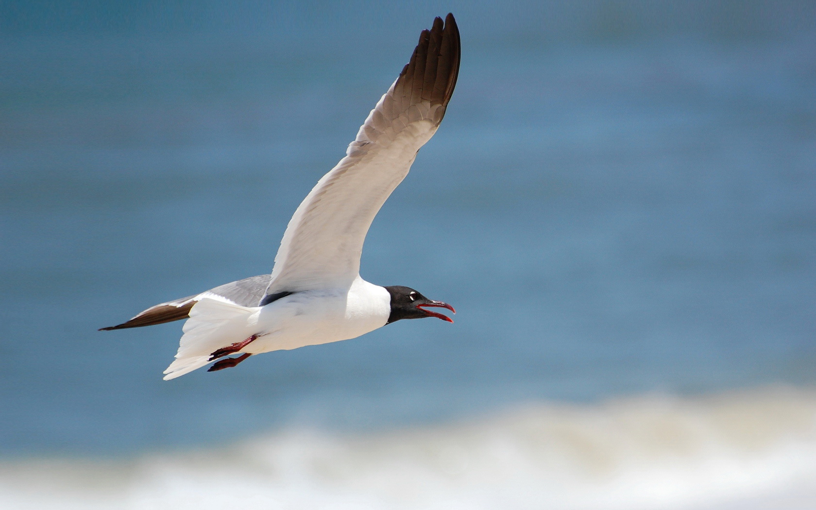 Download Animal Seagull Wallpaper