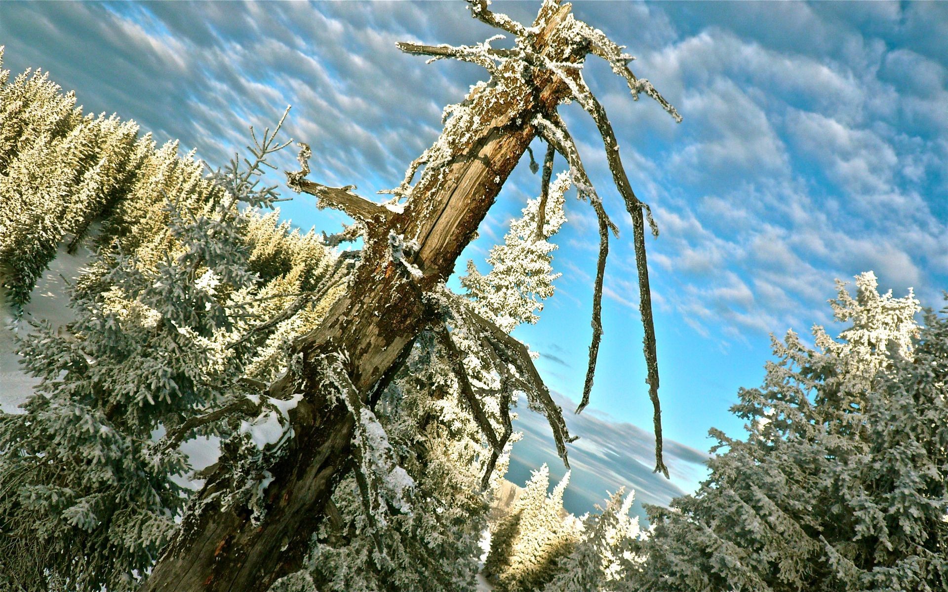 Download Nature Winter HD Wallpaper