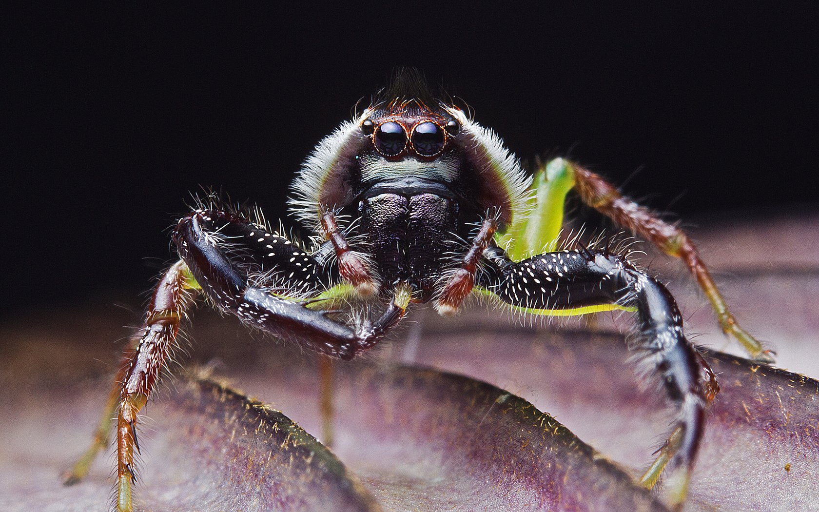 Download Jumping Spider Animal Spider Wallpaper | 1680x1050 | Wallpaper ...