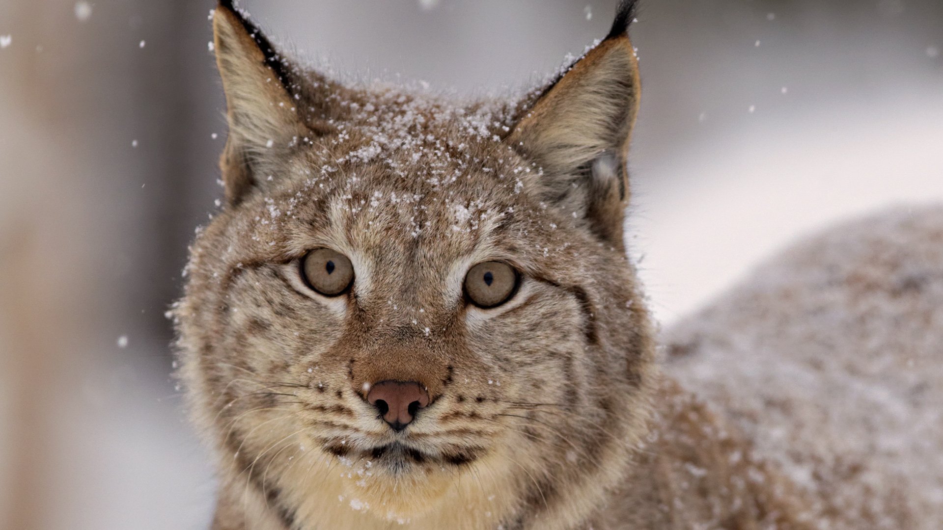Download Animal Lynx HD Wallpaper