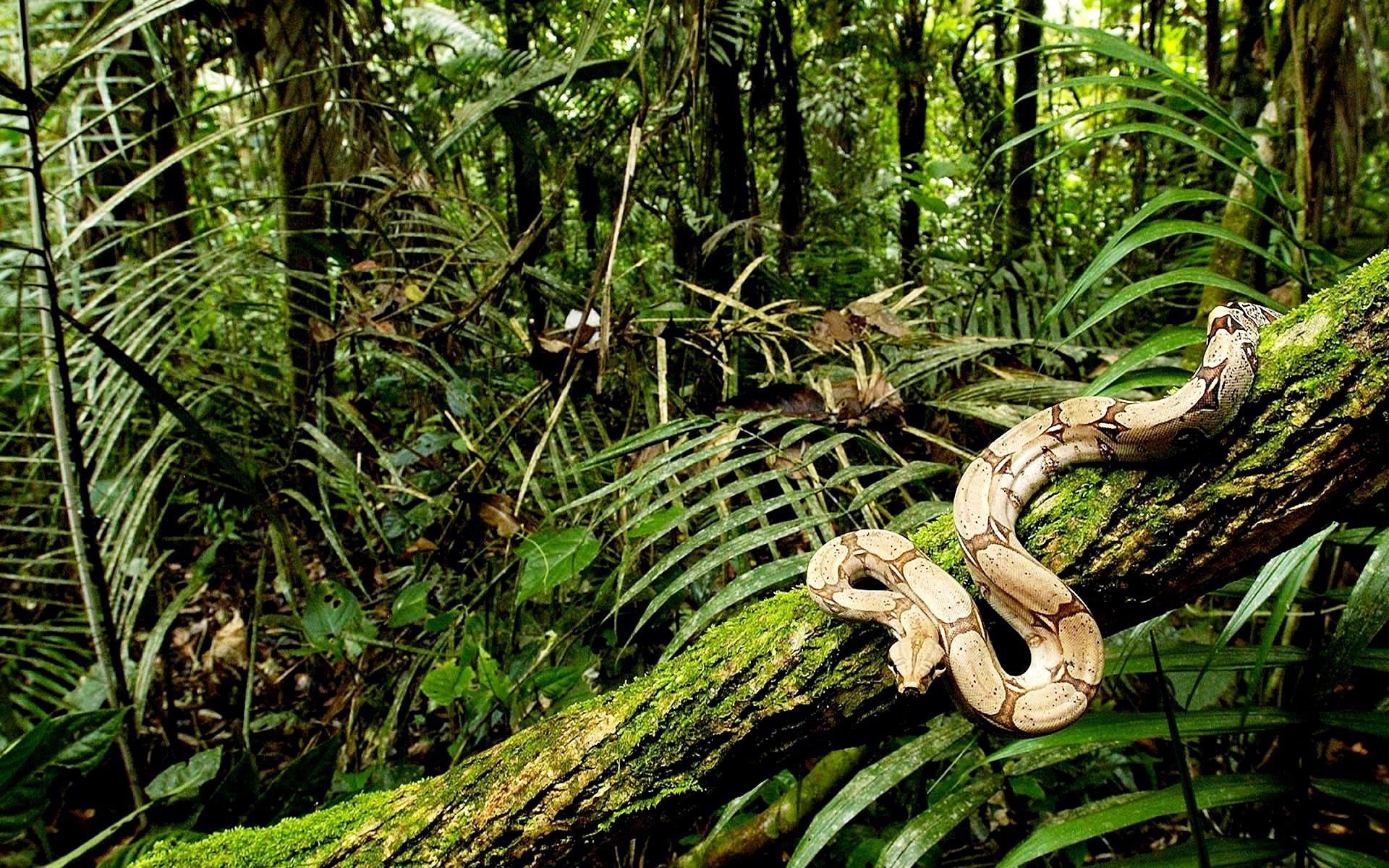 HD Jungle Serpent: Sleek Snake in Lush Forest | 1920x1200 | Wallpaper Abyss