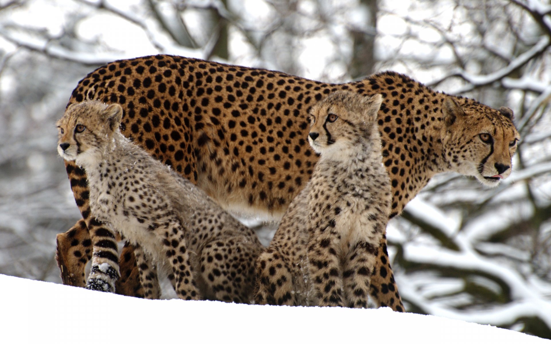 Download Winter Snow Baby Animal Animal Cheetah HD Wallpaper