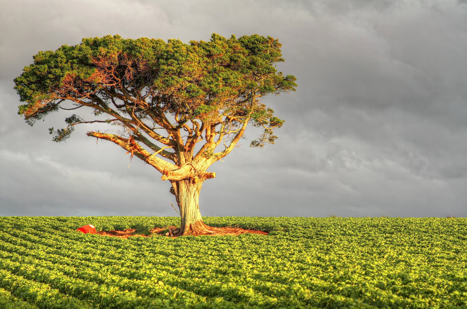 Download Nature Tree 4k Ultra HD Wallpaper