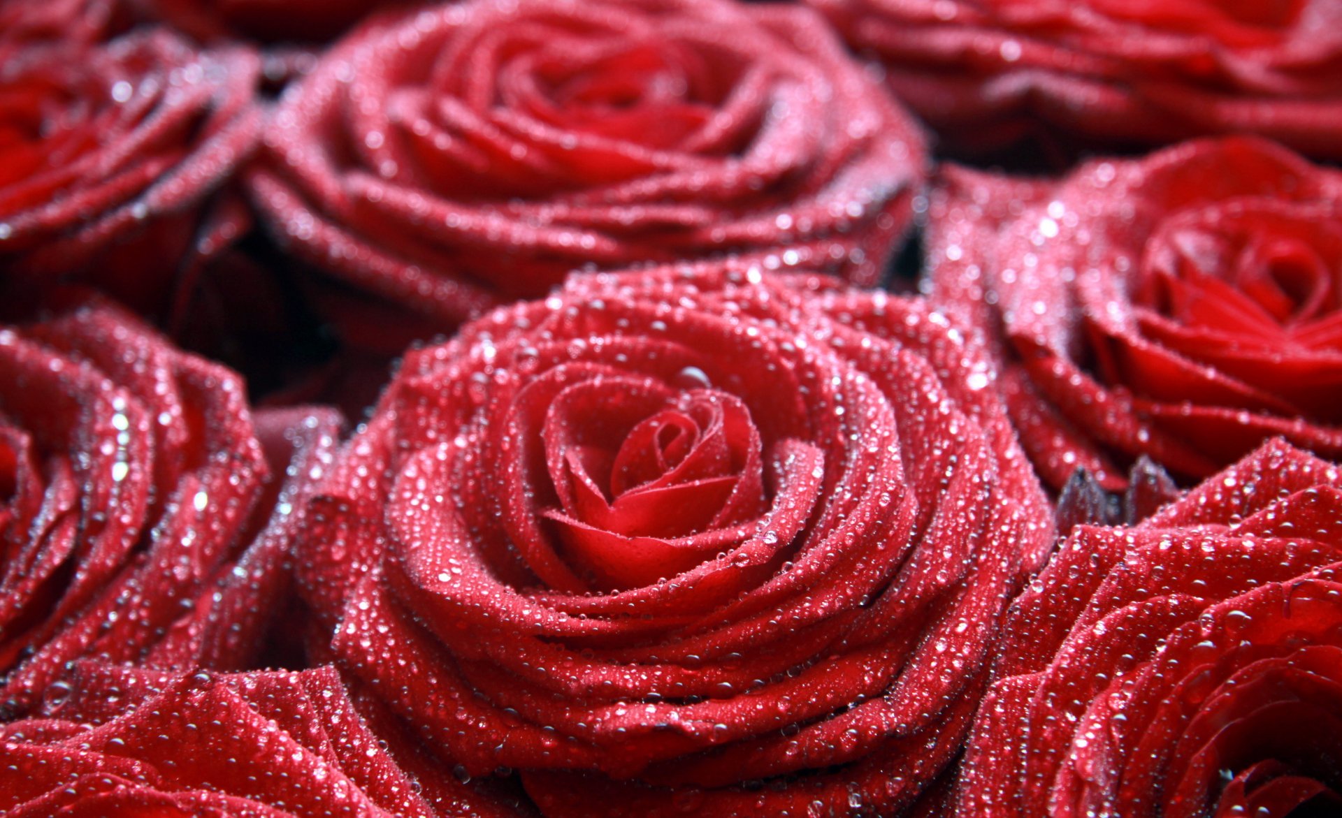 Download Nature Rose HD Wallpaper