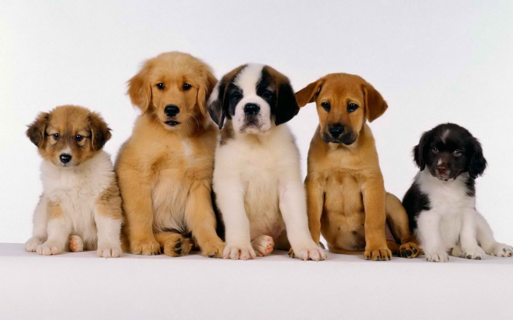 HD Puppy Pals: Adorable Dogs in Stunning Detail