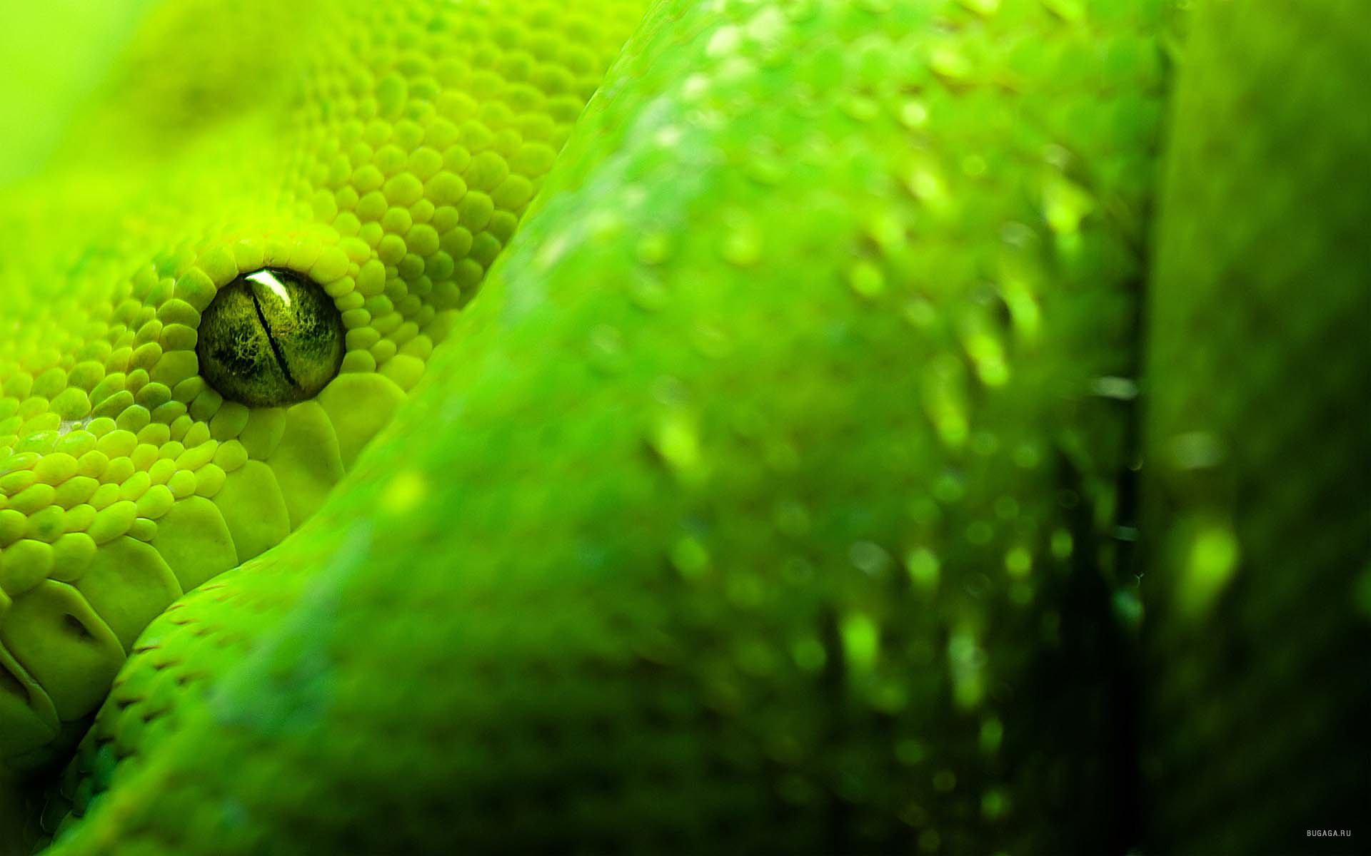 Download Eye Green Animal Snake HD Wallpaper