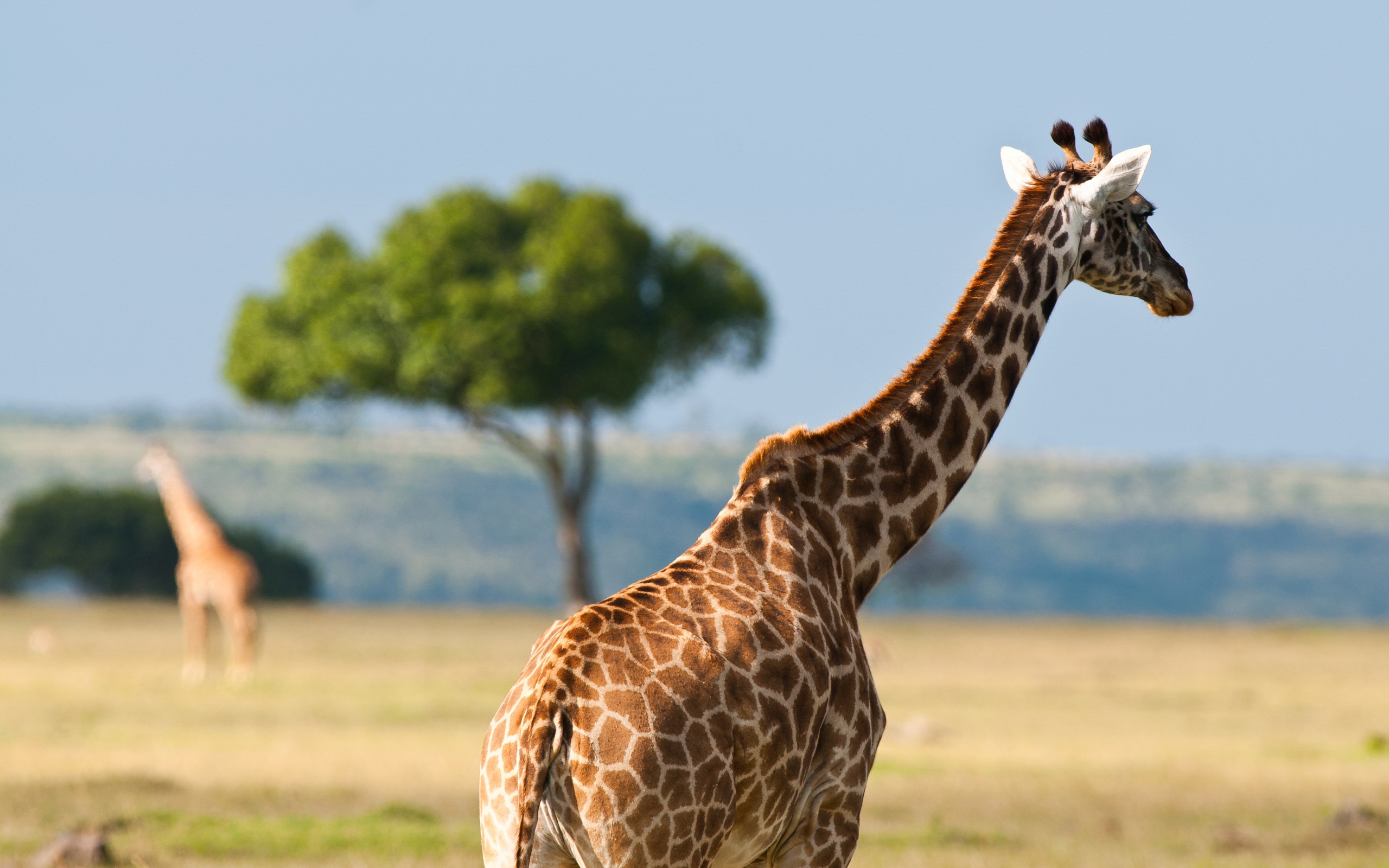 Download Animal Giraffe HD Wallpaper