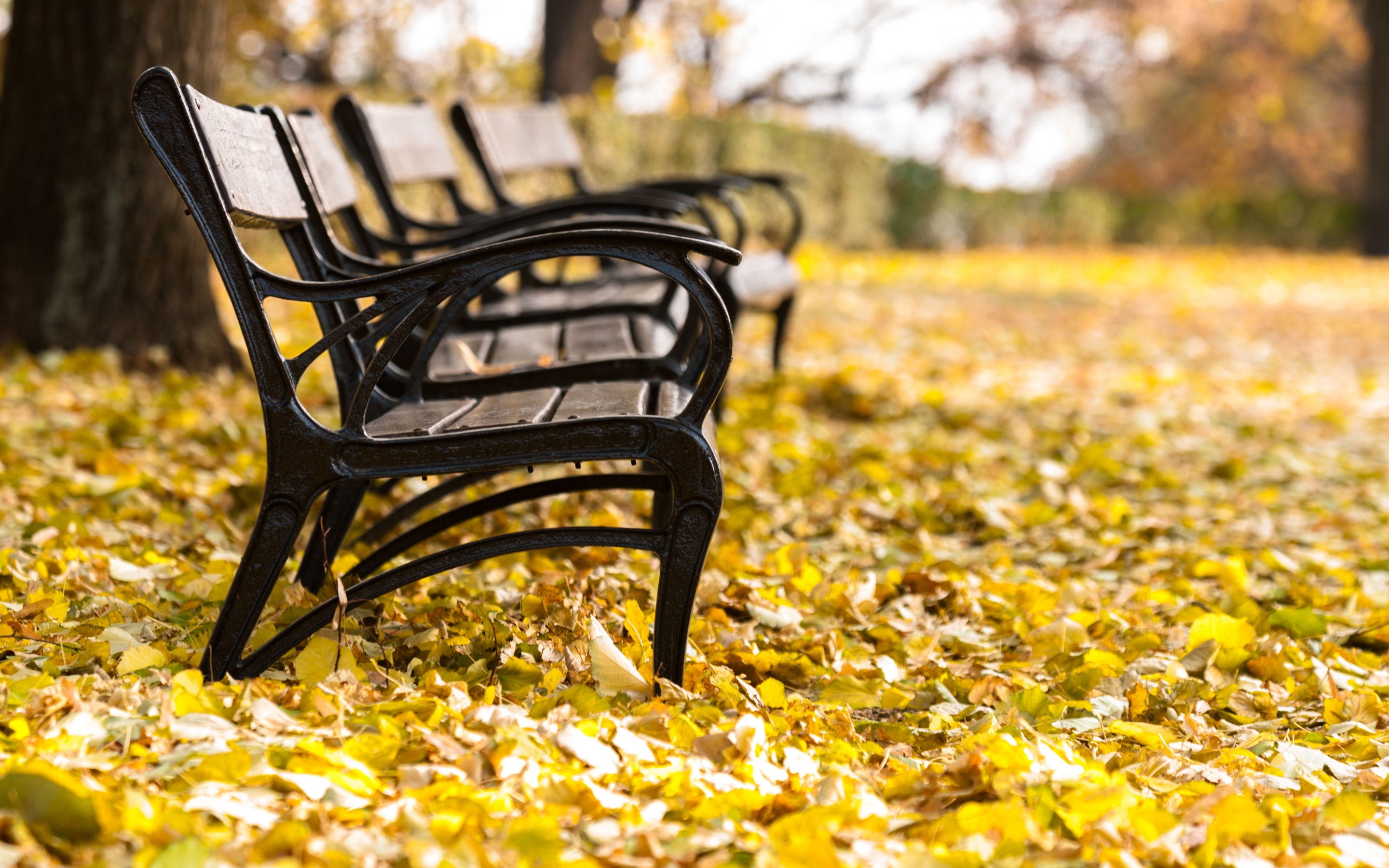 Serene Autumn Bench – HD Man-Made Haven in Nature's Embrace