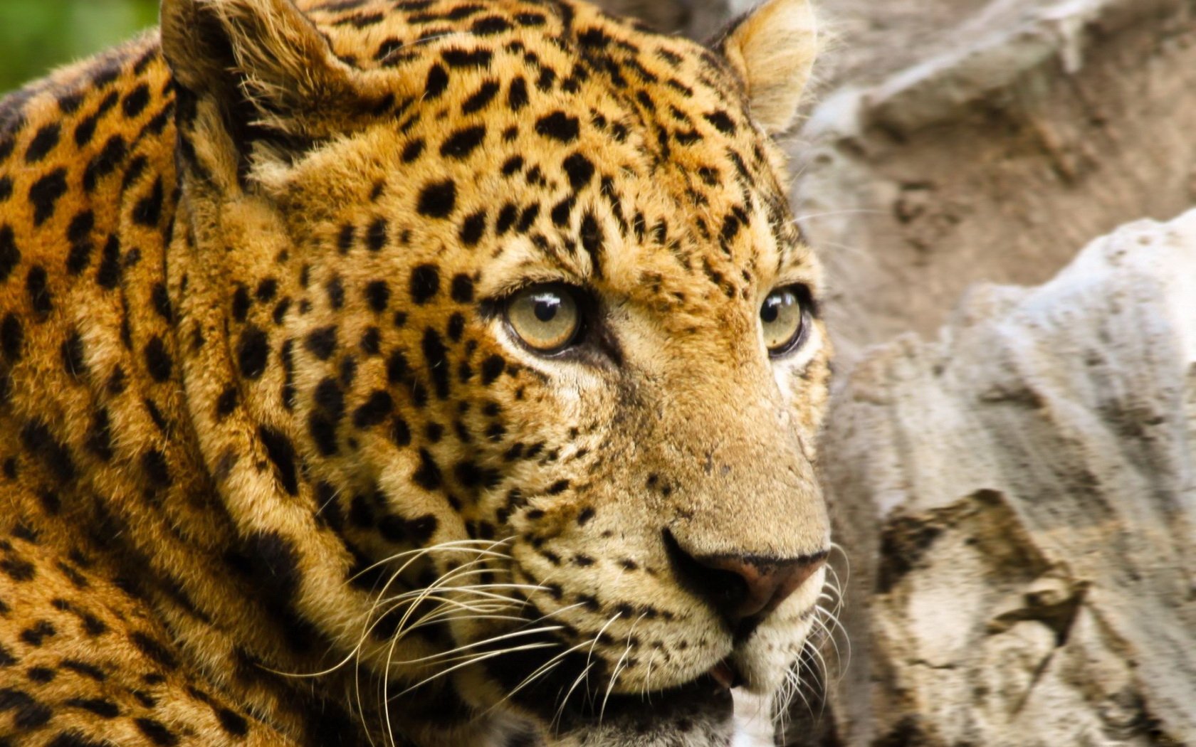 Download Animal Leopard Wallpaper