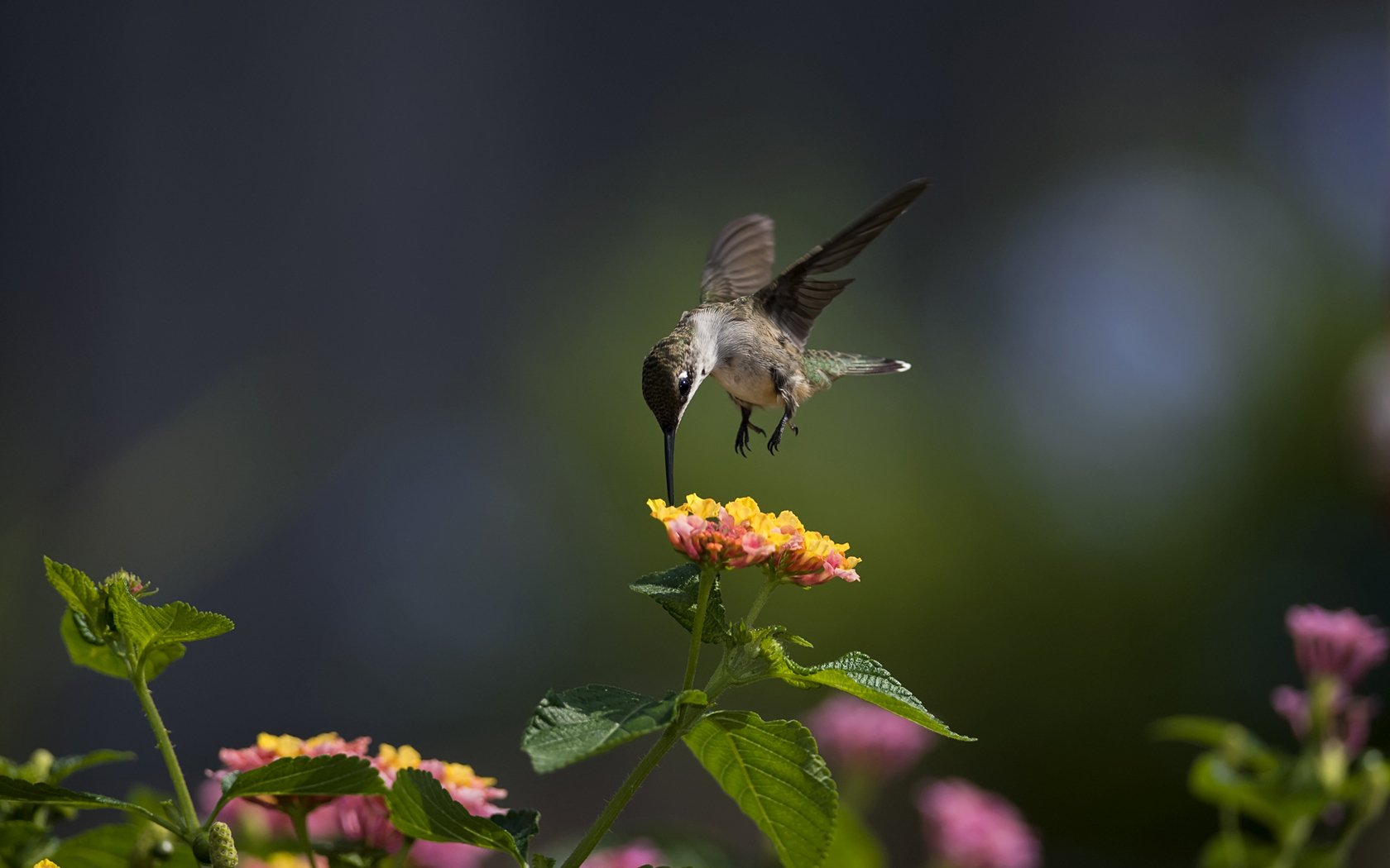 Hummingbird Hover — HD Nature Wallpaper