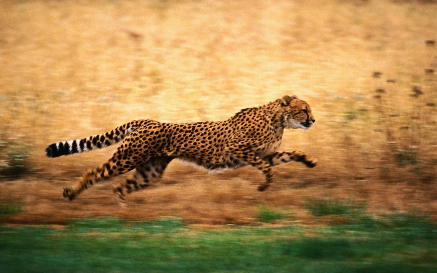 Cheetah in Full Sprint – Stunning HD Wildlife Wallpaper