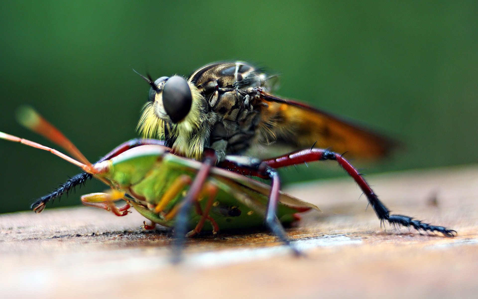 Insects Wallpaper Download 72719