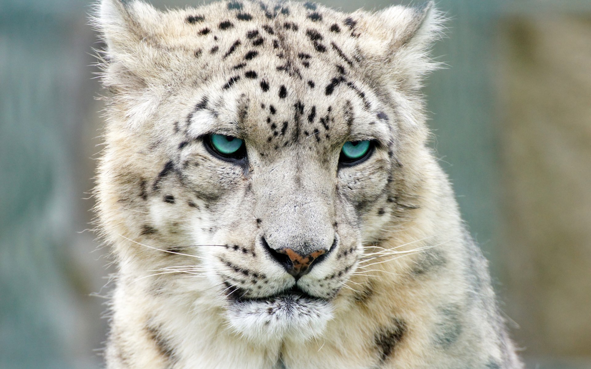 Majestic Snow Leopard HD Wallpaper: Beauty in the Wild
