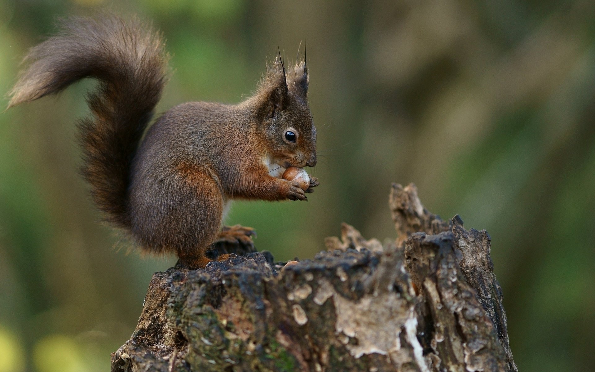 Download Animal Squirrel HD Wallpaper