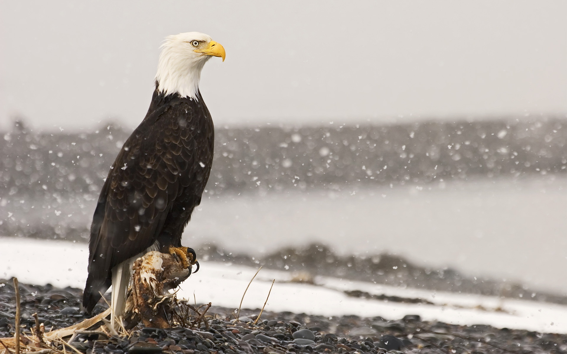 Bald Eagle Wallpaper For Windows 7