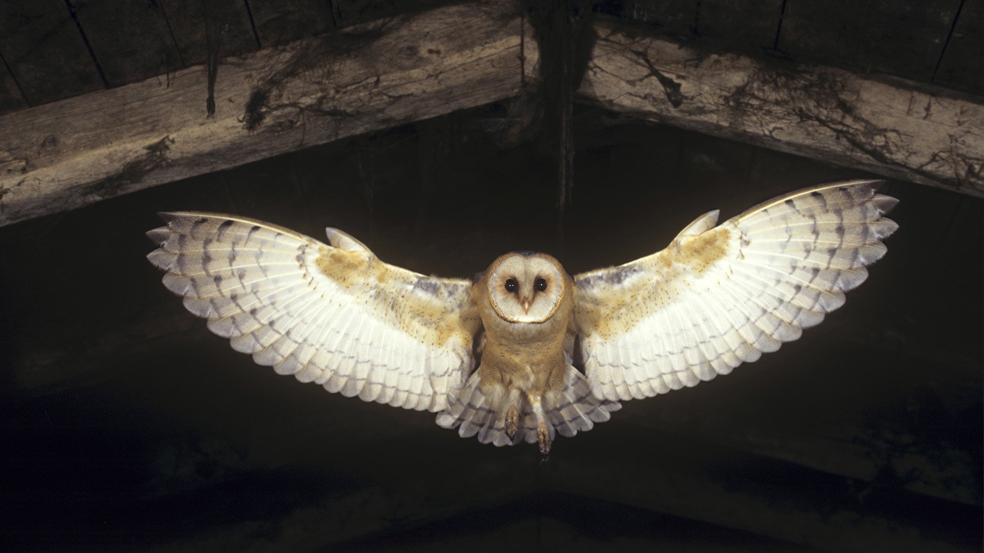 Majestic Barn Owl in Flight – Stunning HD Animal Wallpaper