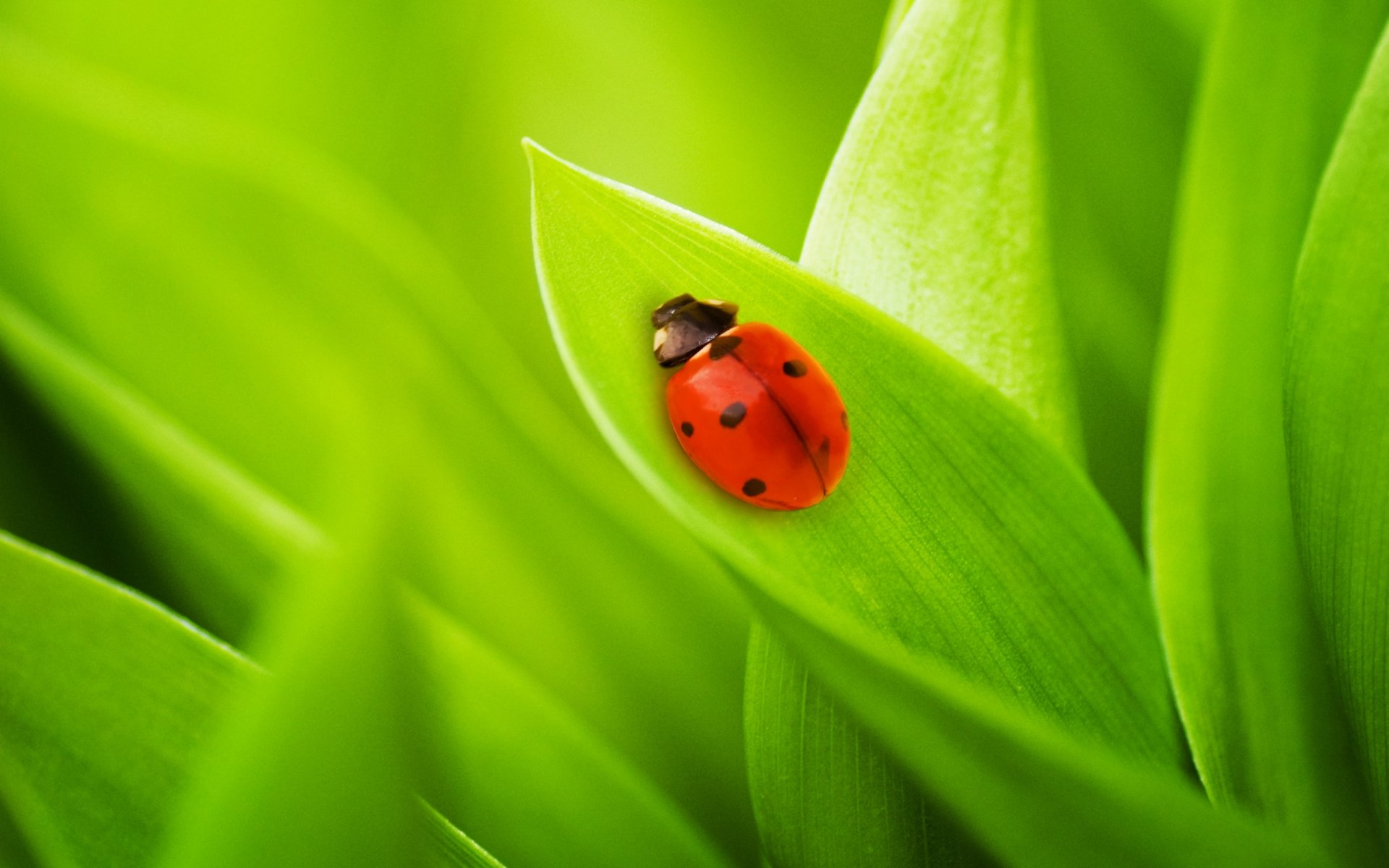 Download Animal Ladybug HD Wallpaper