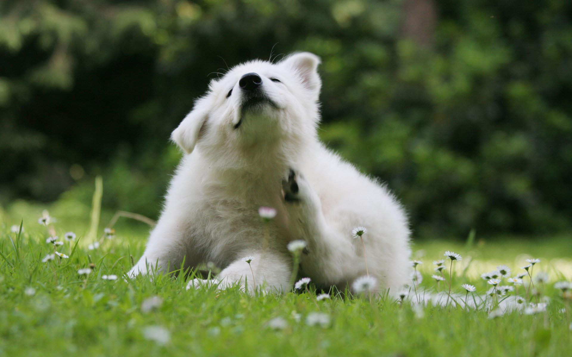 Animal Dog HD Wallpaper