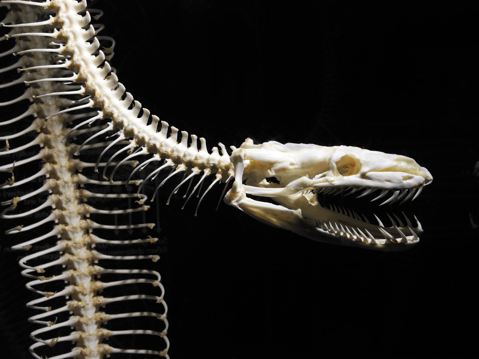 HD Snake Skeleton Wallpaper – Free Download Animal Art