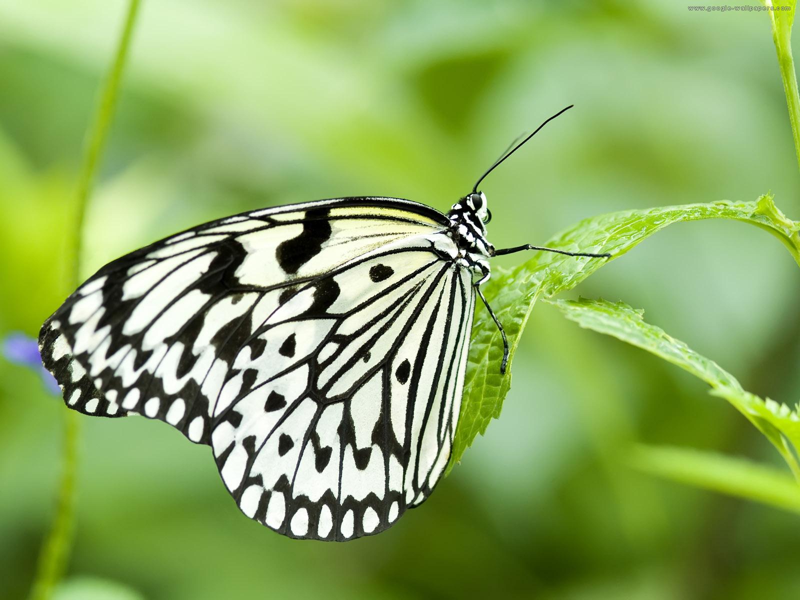 Download Green Insect Animal Butterfly Wallpaper
