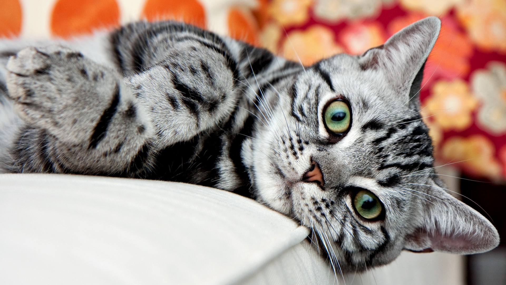 Captivating Close-Up of a Staring Cat – HD Wallpaper