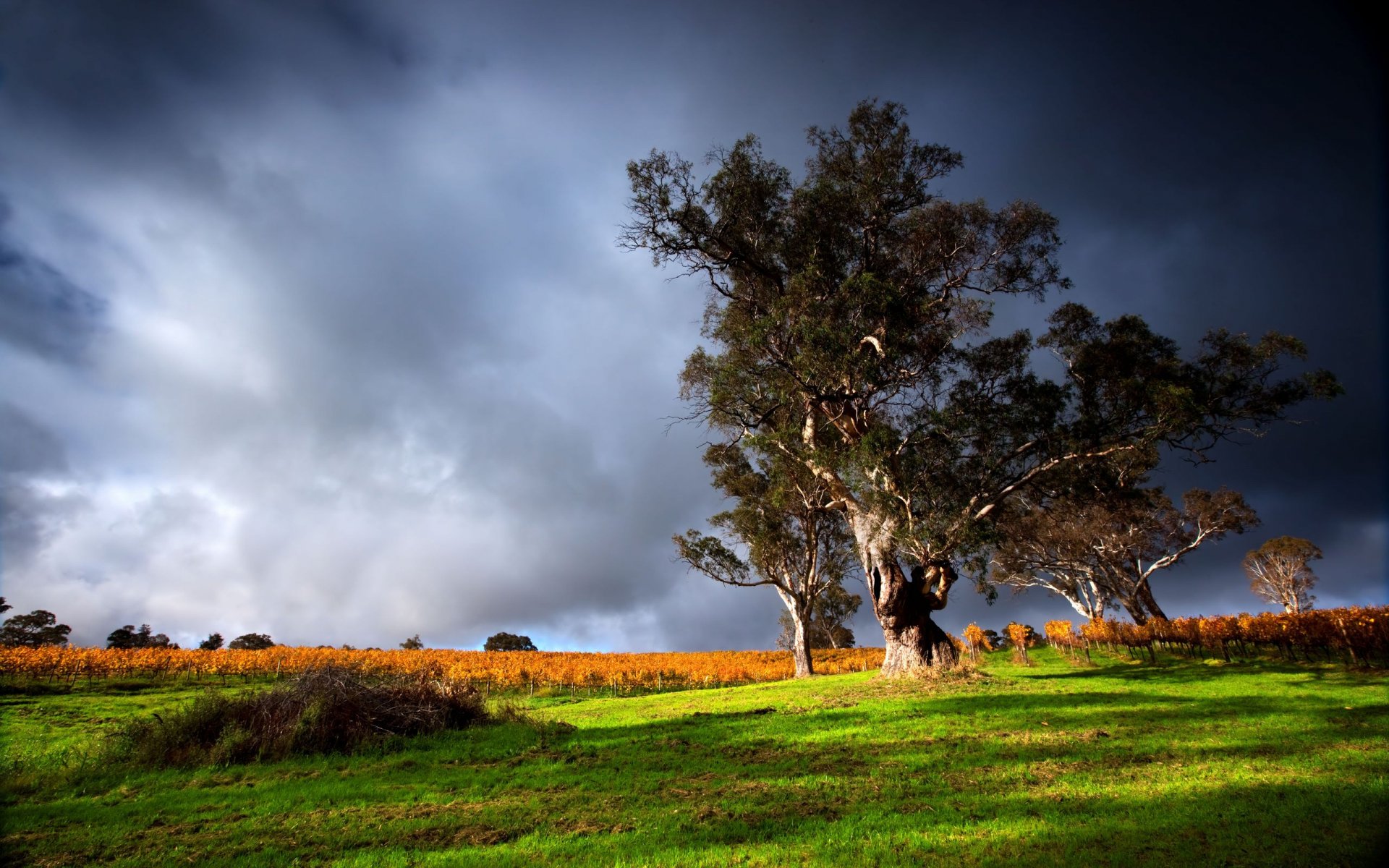 Download Nature Tree HD Wallpaper | 2560x1600 | Wallpaper Abyss