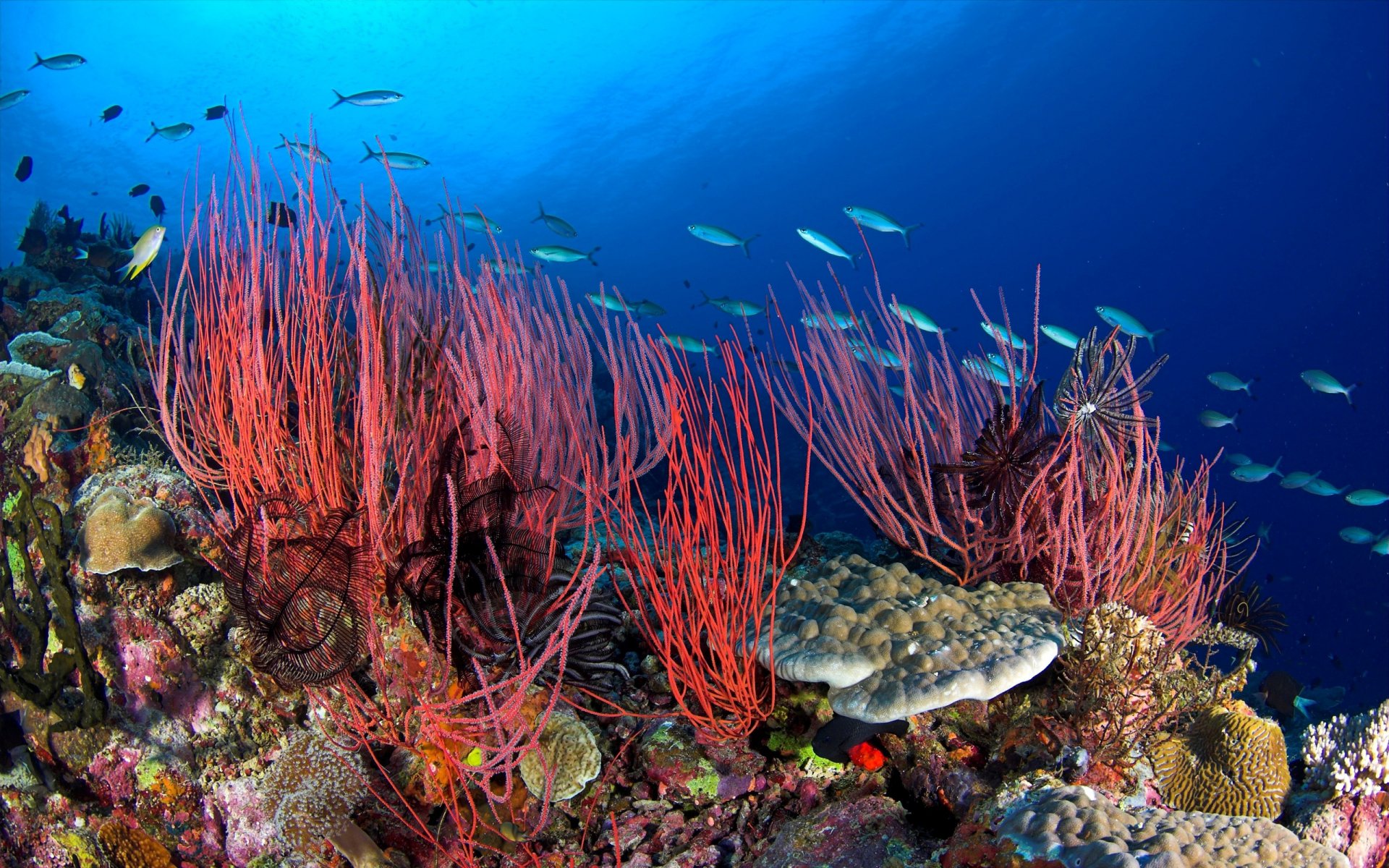 Vibrant 2K Quad HD Reefscape — Fish Wallpaper