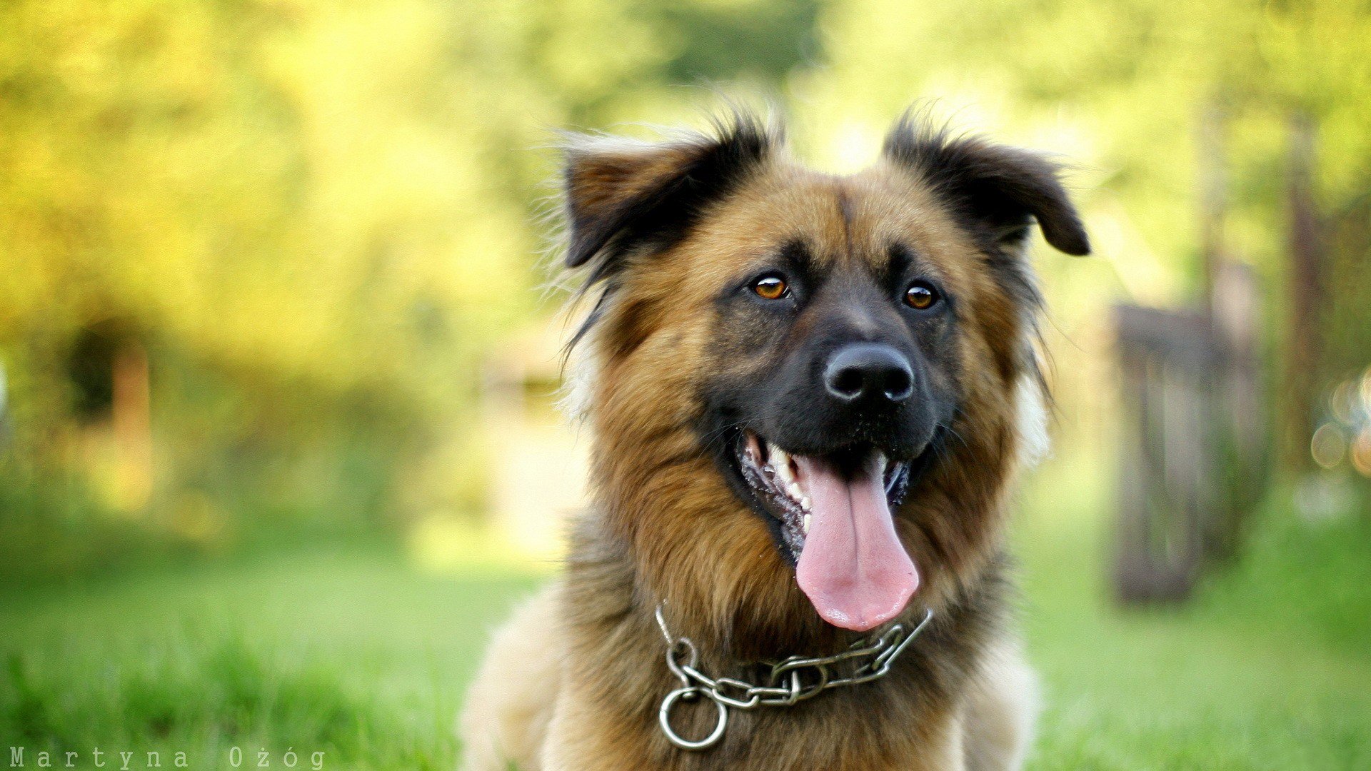 Download Animal Dog HD Wallpaper