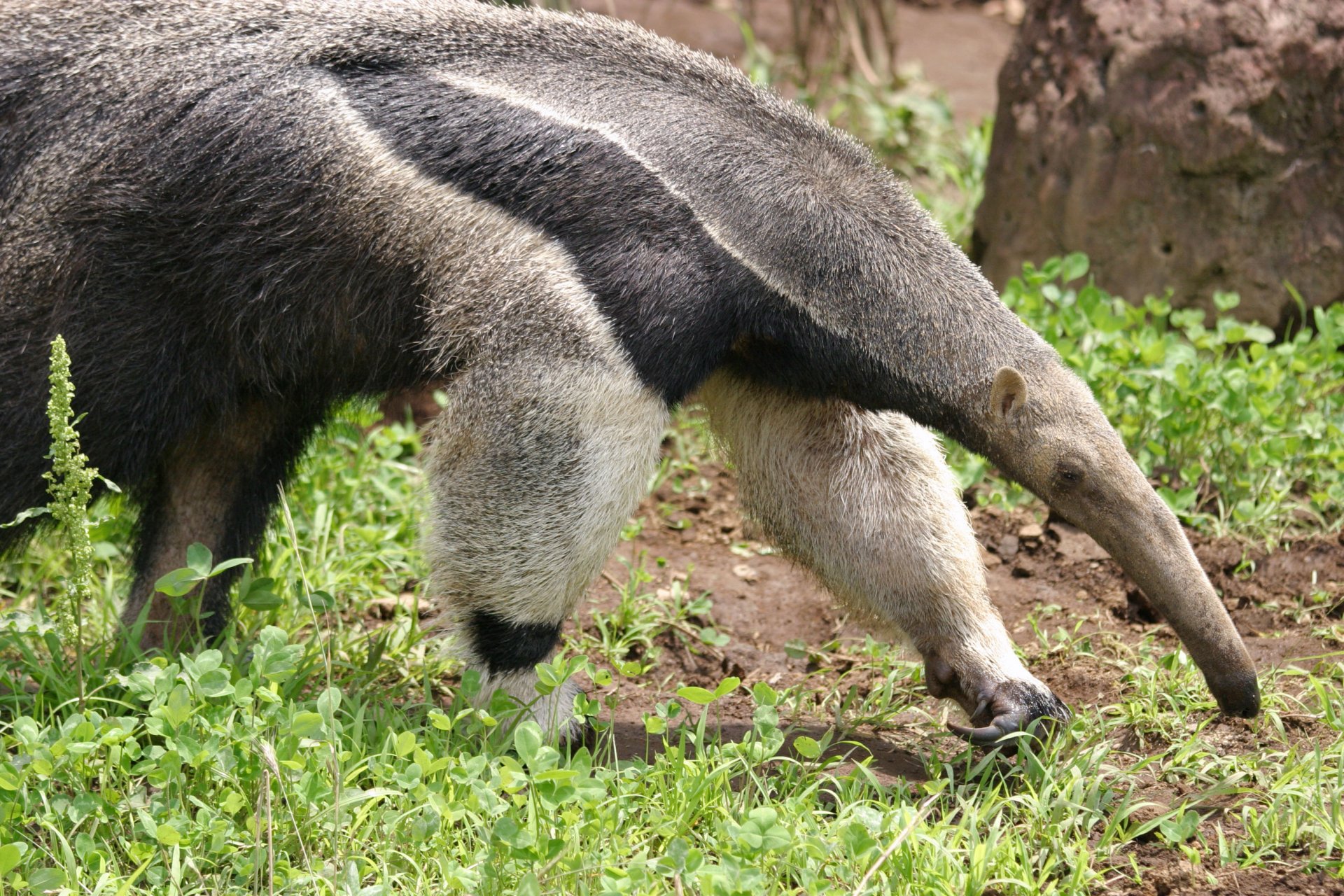 HD Animal Wallpaper: Graceful Anteater in Natural Habitat