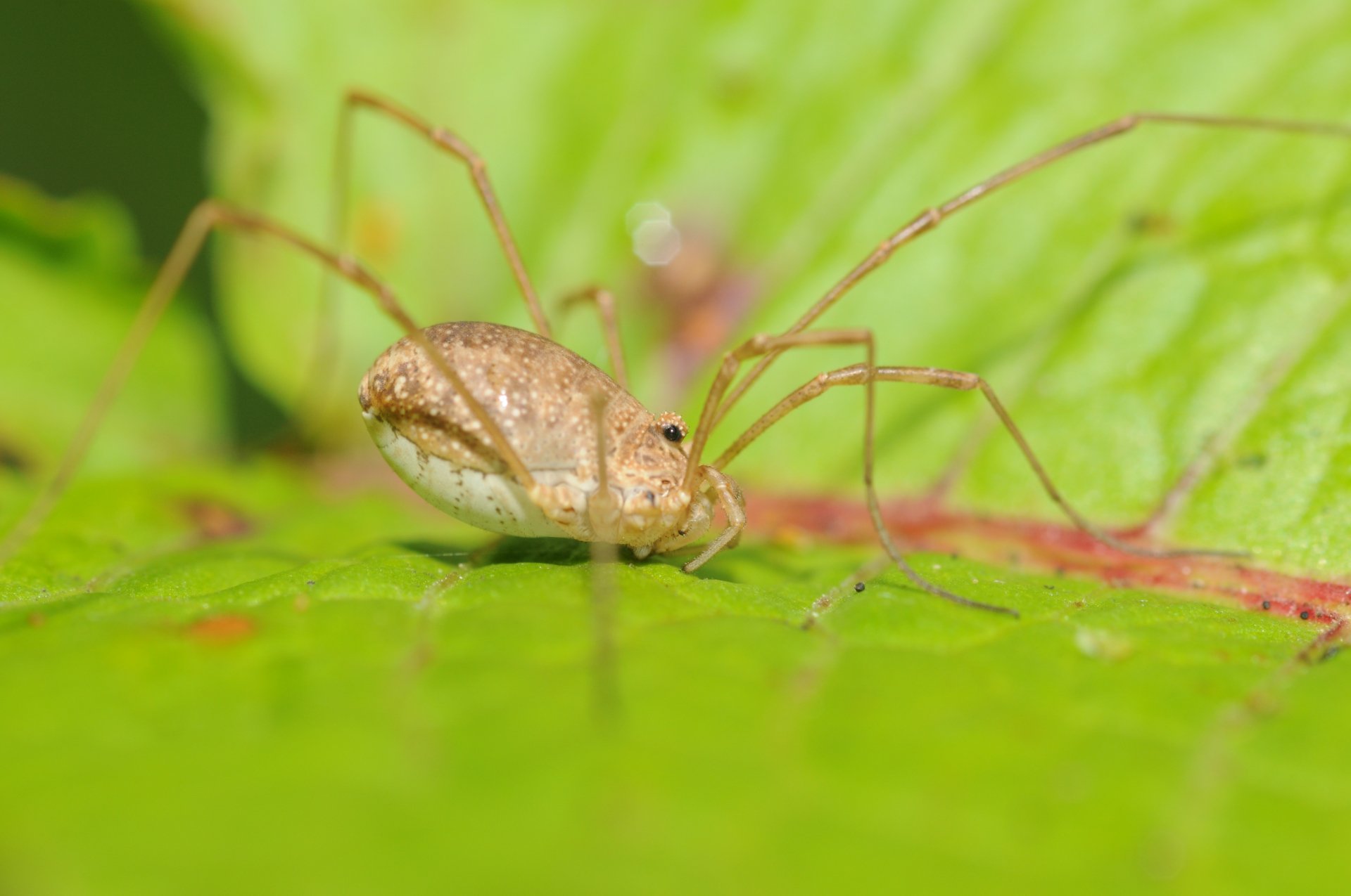 Download Animal Harvestman 4k Ultra HD Wallpaper