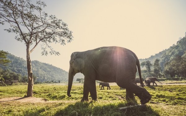 Asian Elephant HD Wallpaper | Background Image | 2400x1460