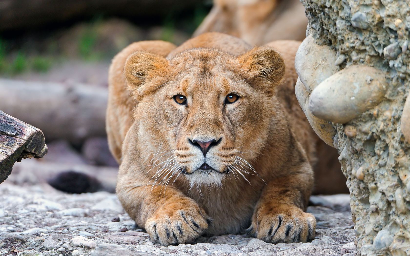 Zoo Animals Lion Wallpaper African Lion | The Maryland Zoo