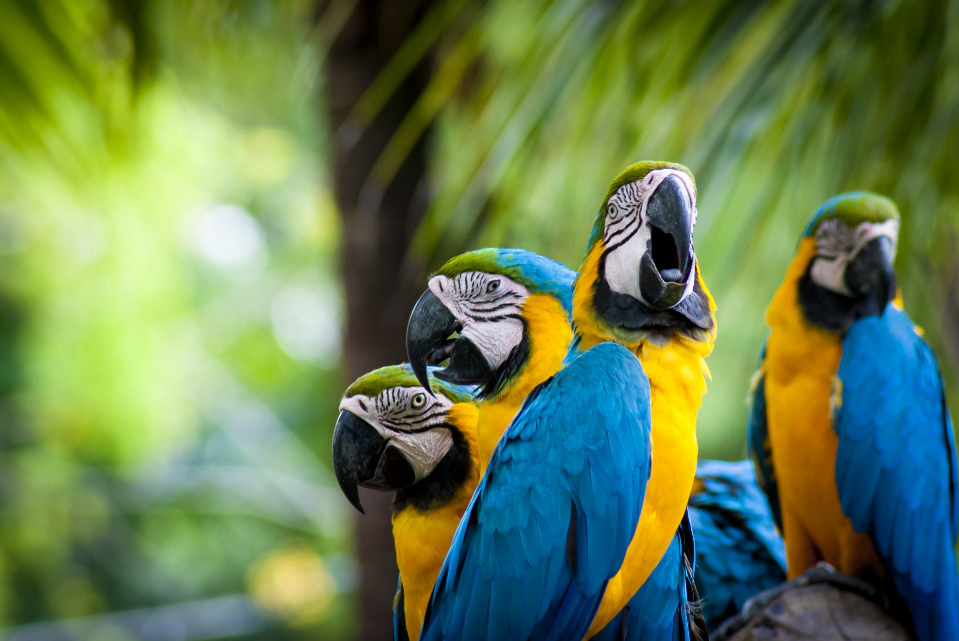 Vibrant Blue-and-Yellow Macaw: 4K Ultra HD Wallpaper