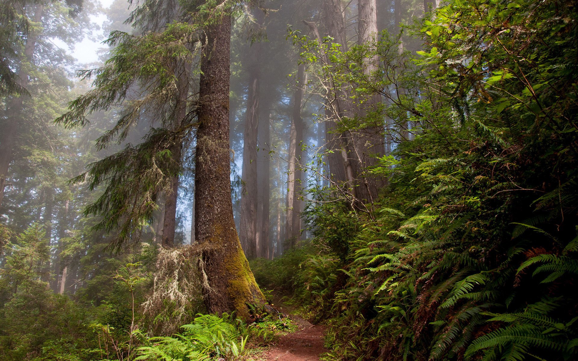 Misty Forest Trail — HD Nature Wallpaper | 1920x1200 | Wallpaper Abyss