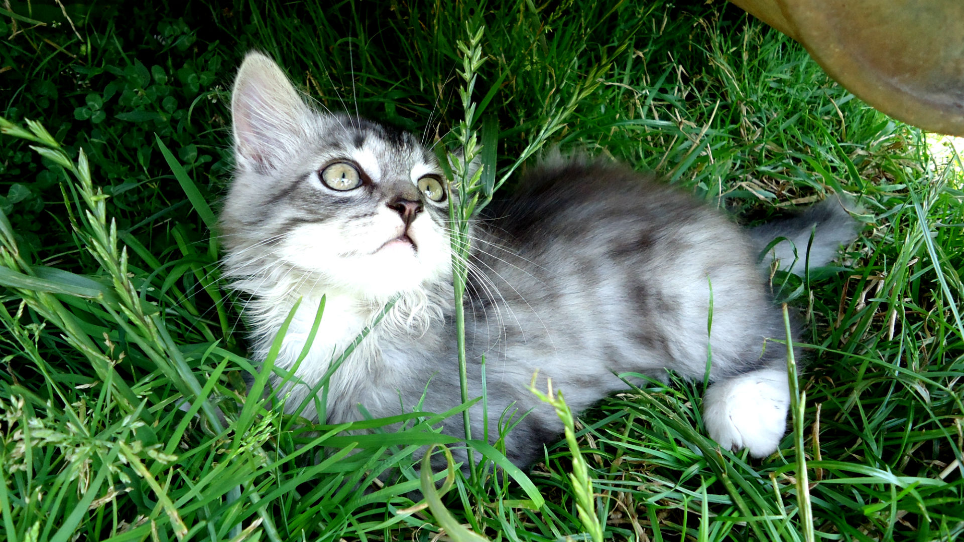 Download Animal Cat HD Wallpaper