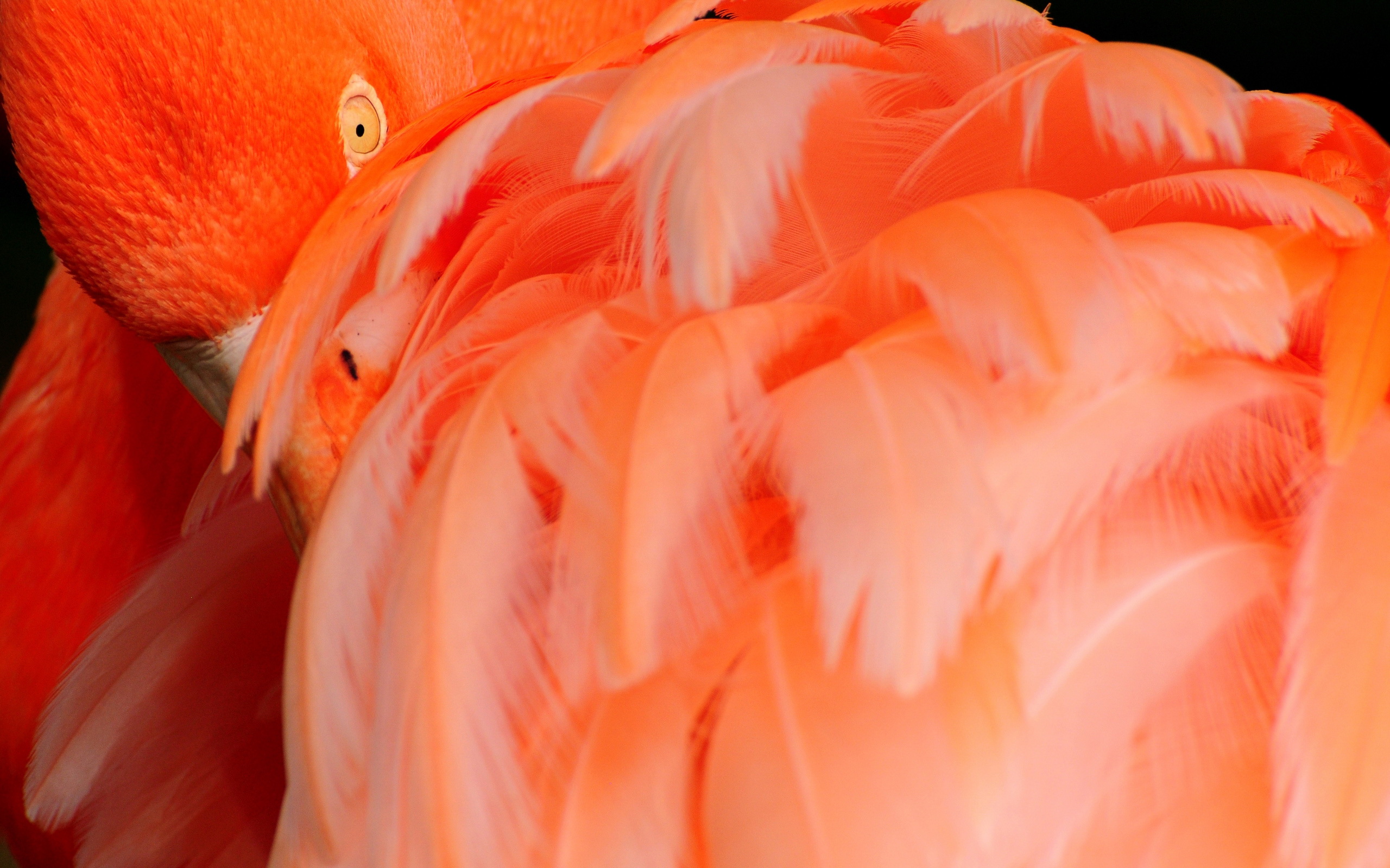 Download Animal Flamingo HD Wallpaper