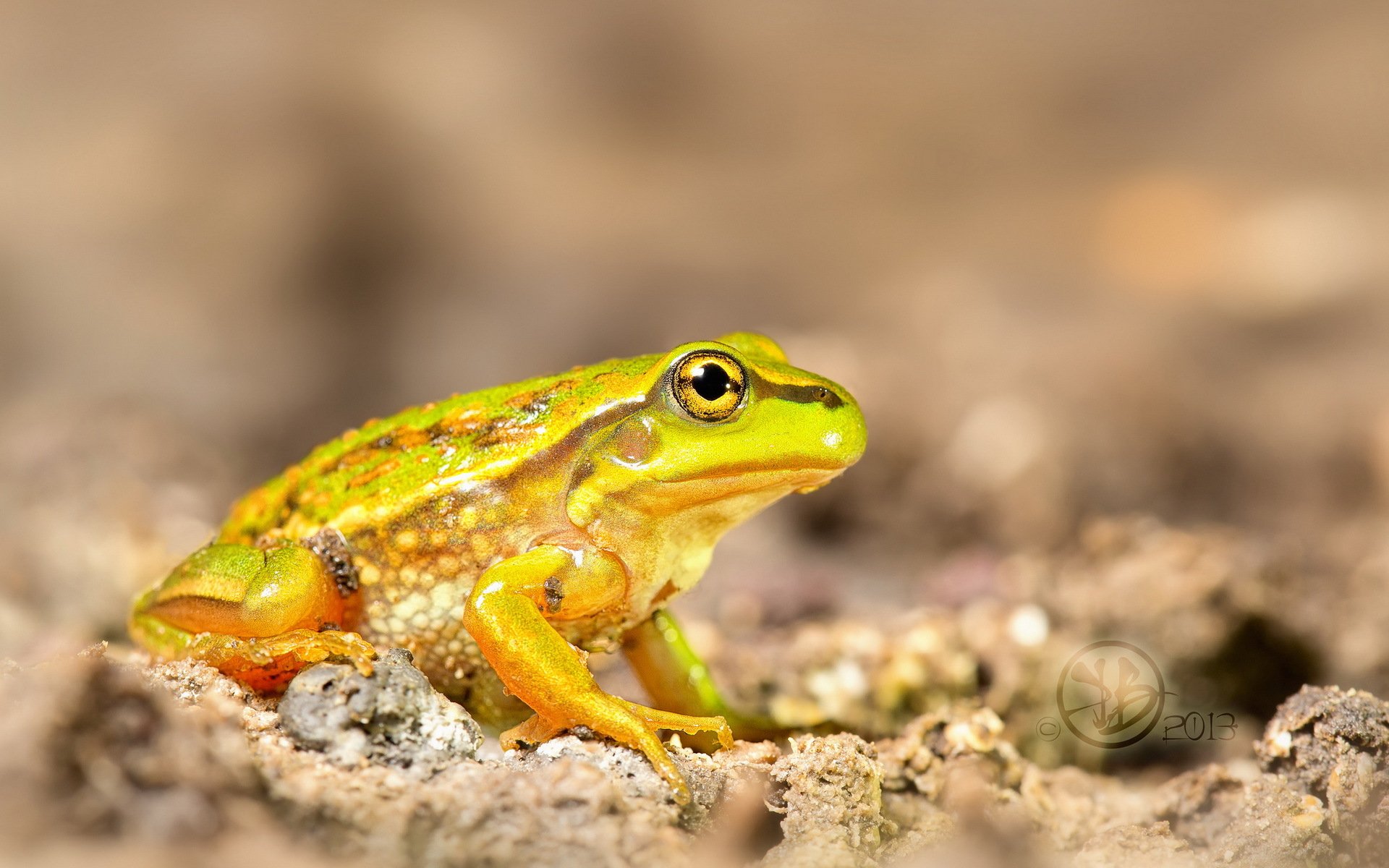 Golden Meadow Frog — HD Animal Wallpaper | 1920x1200 | Wallpaper Abyss