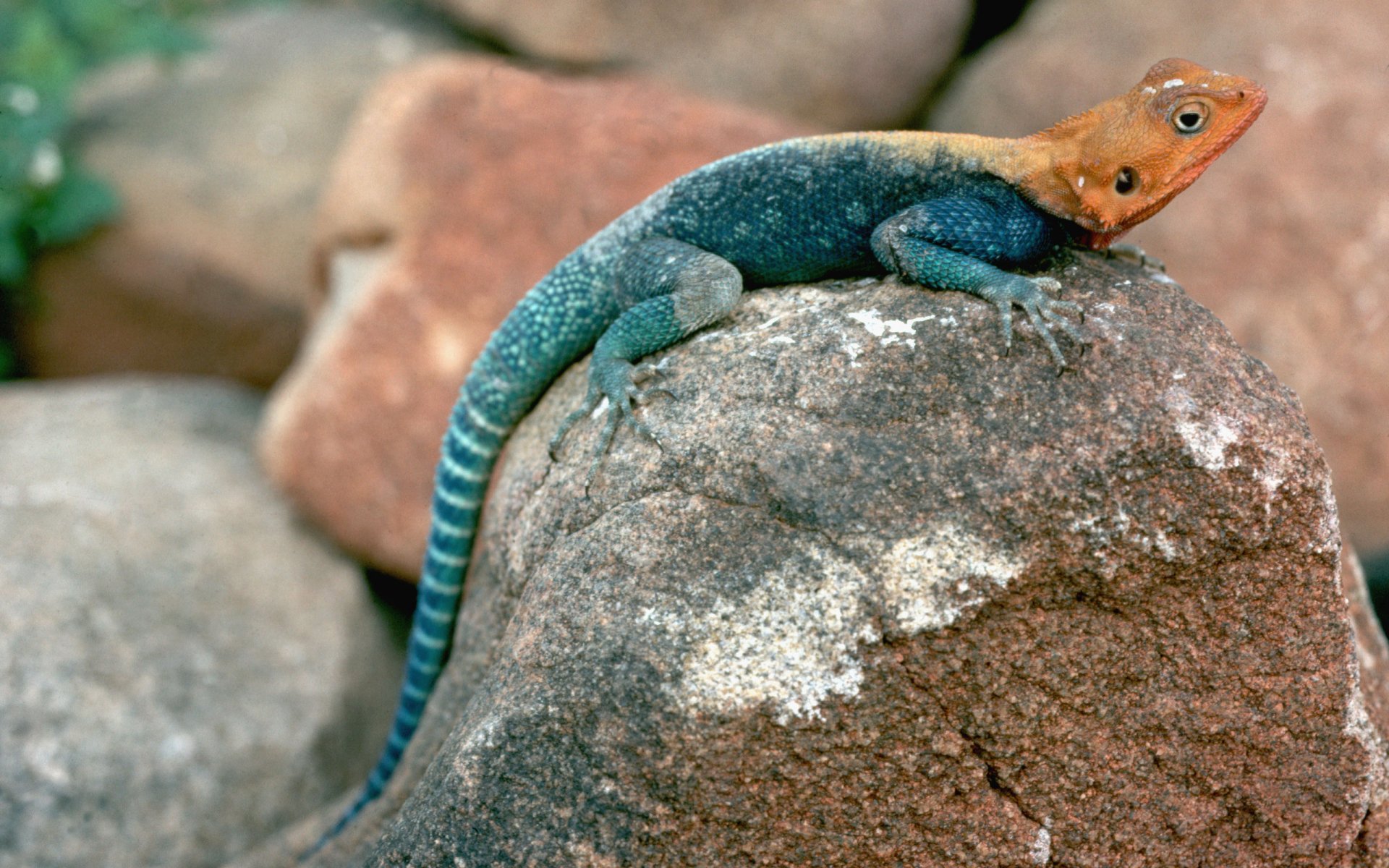 Vibrant Agama Lizard HD Wallpaper: Nature’s Colorful Reptile Majesty