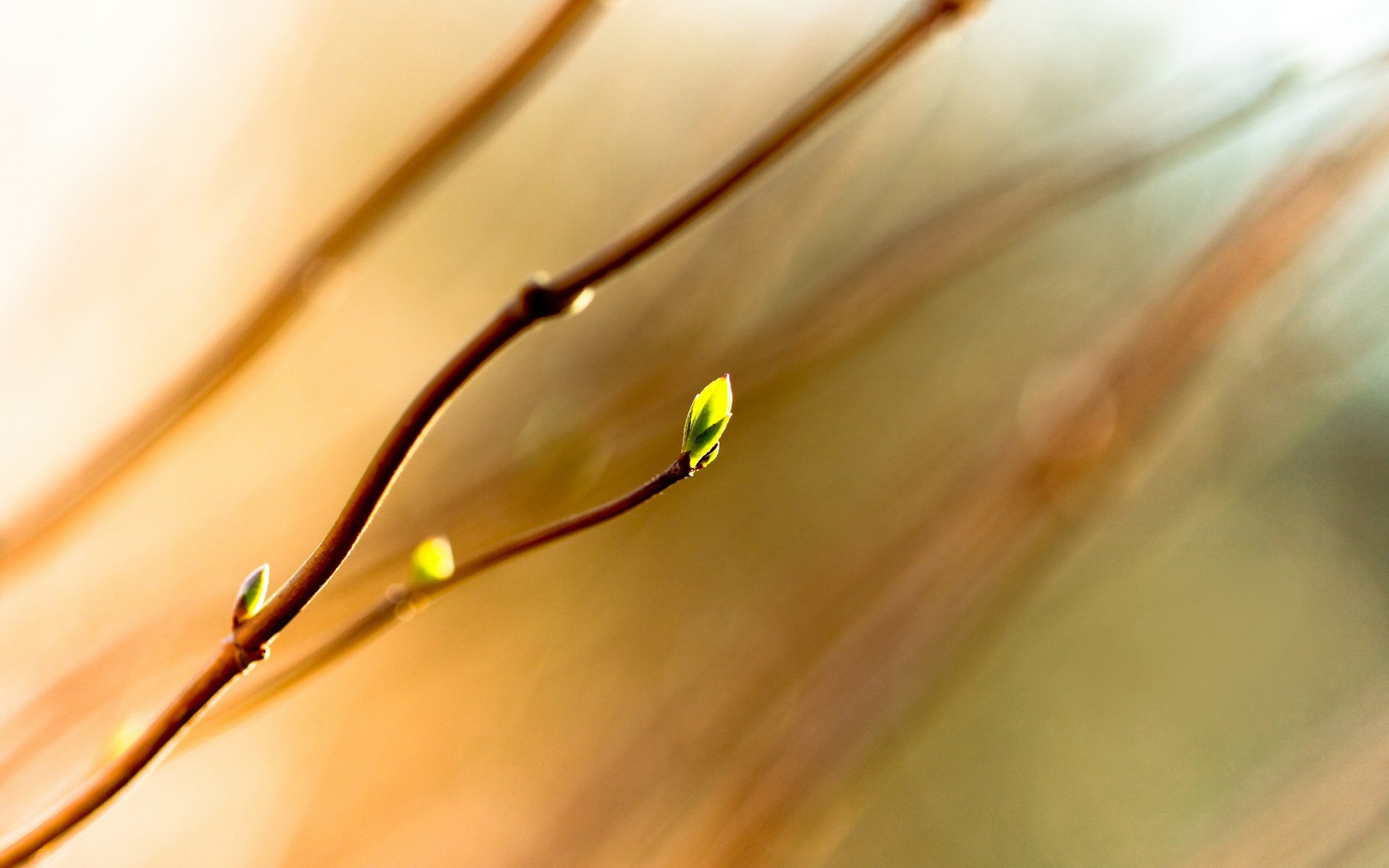 Download Nature Branch HD Wallpaper