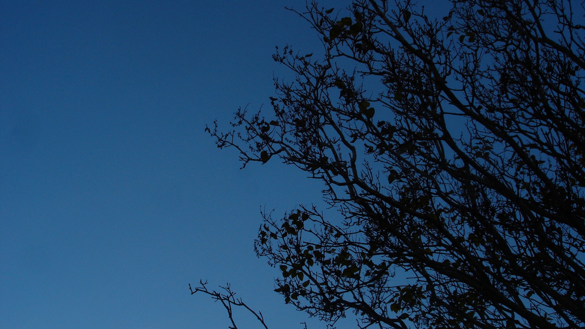 Download Nature Branch HD Wallpaper