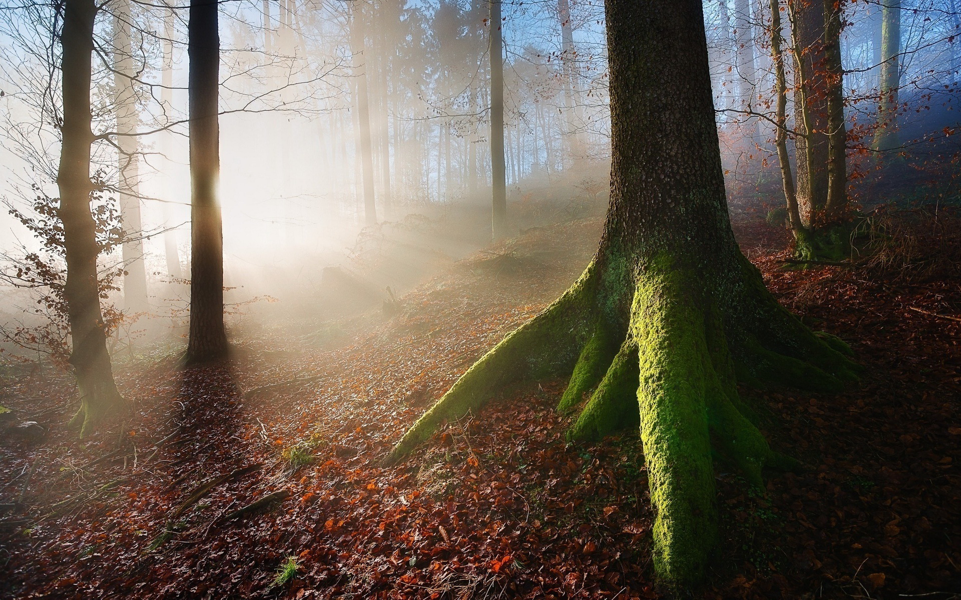 Nature Sunbeam HD Wallpaper