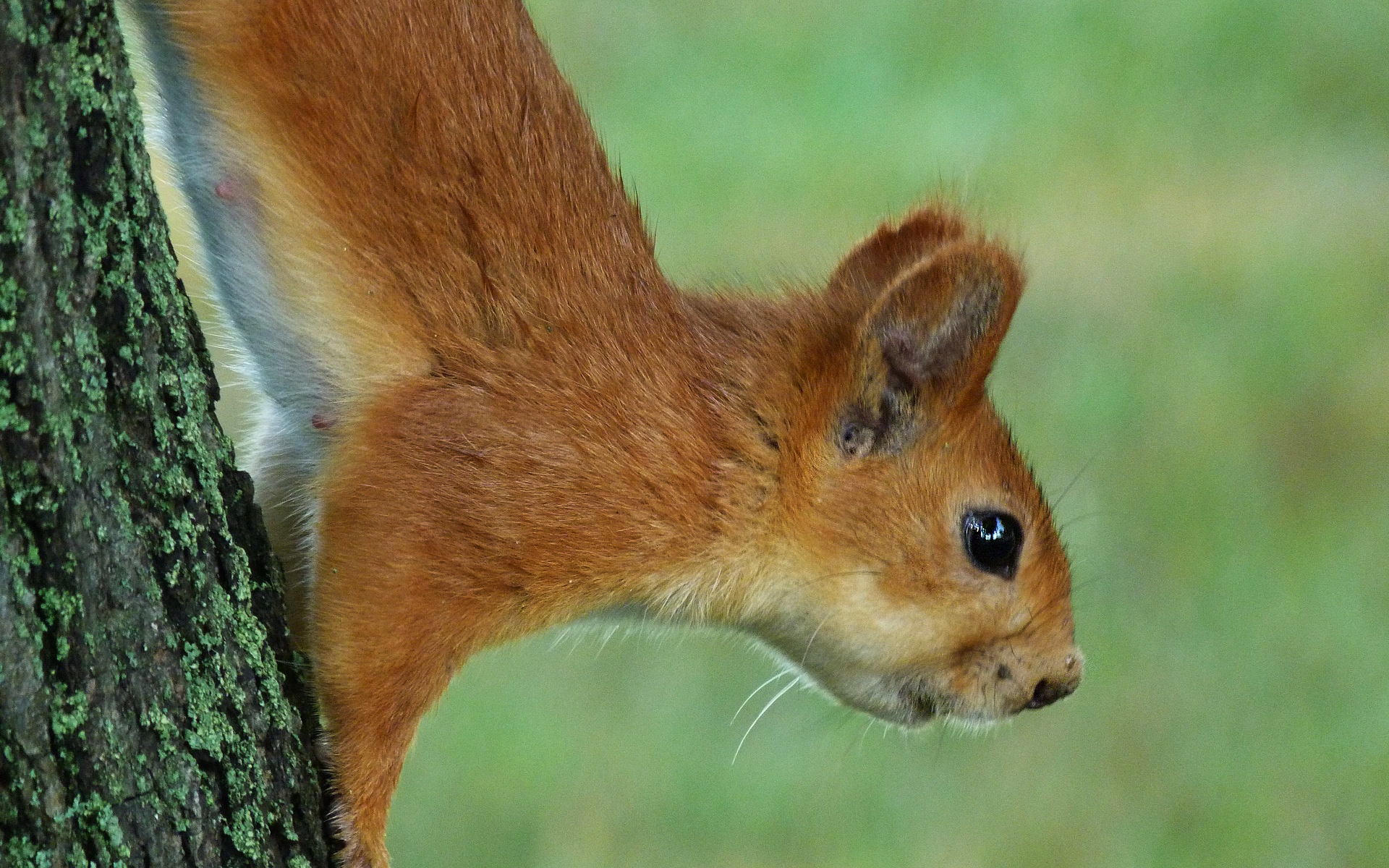 Download Animal Squirrel HD Wallpaper