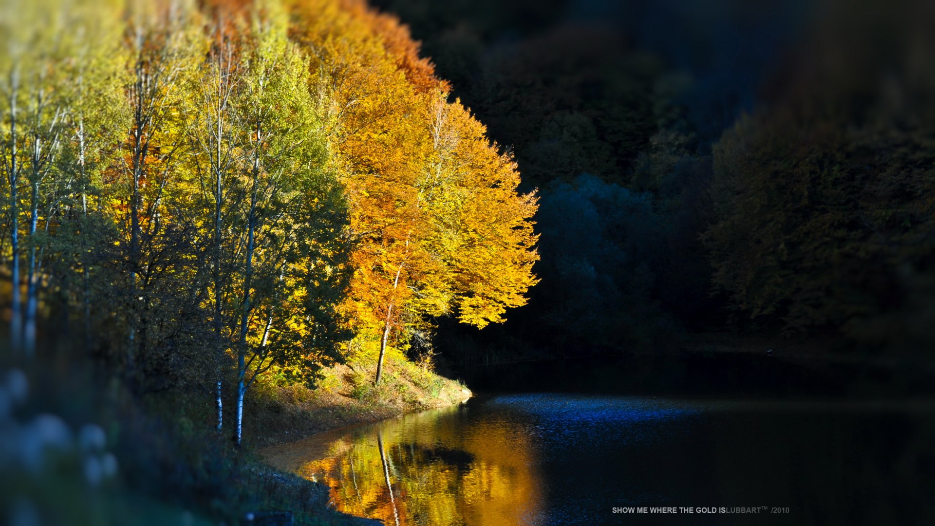 Golden Forest Reflection — 2K Quad HD Nature Wallpaper | 2560x1440 ...