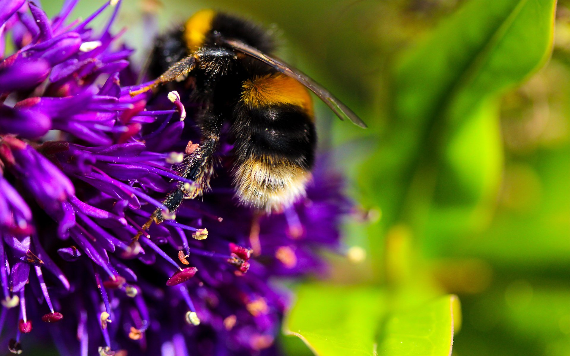 Bee Hd Wallpapers