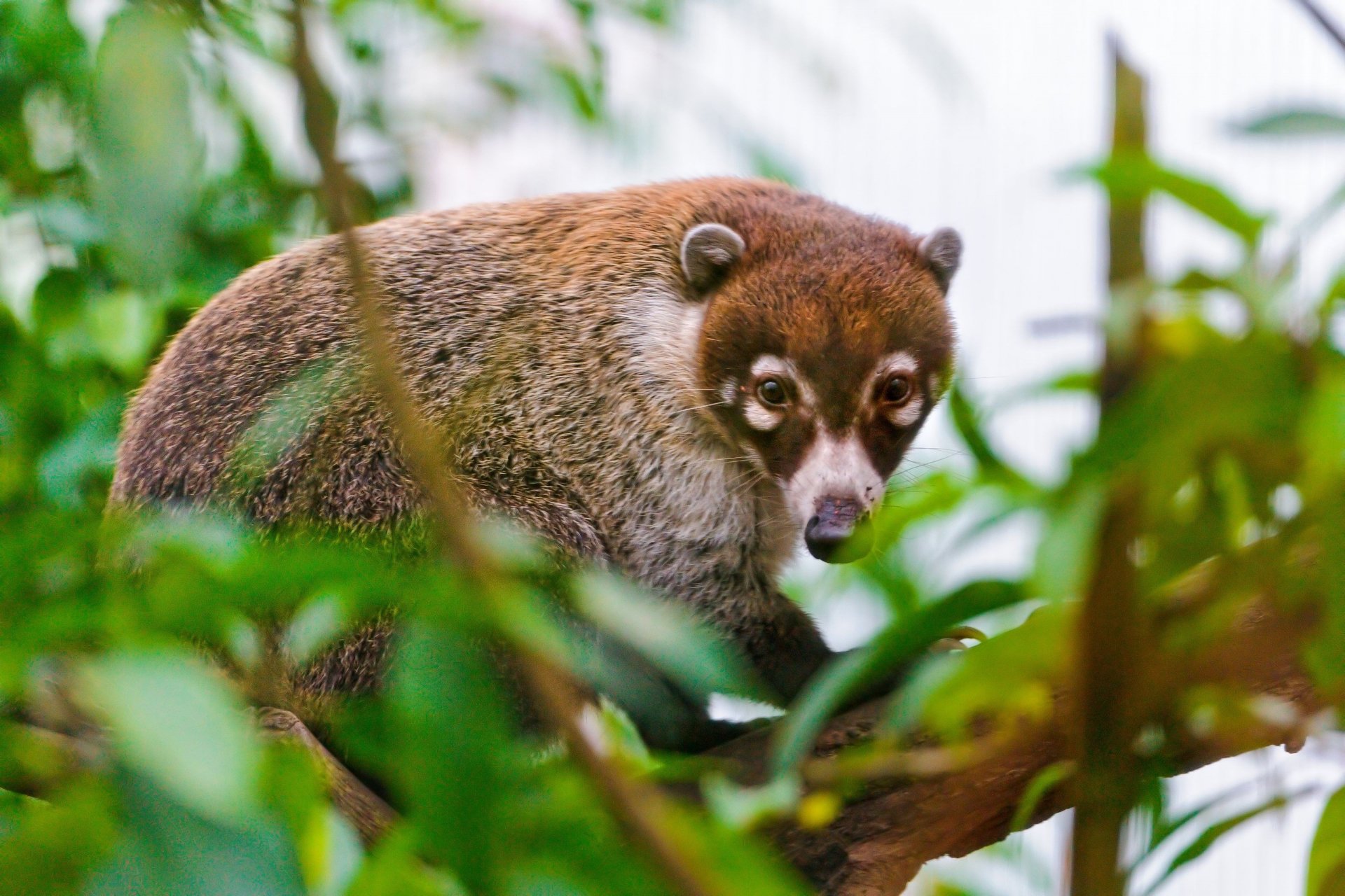 Download Animal Coati HD Wallpaper